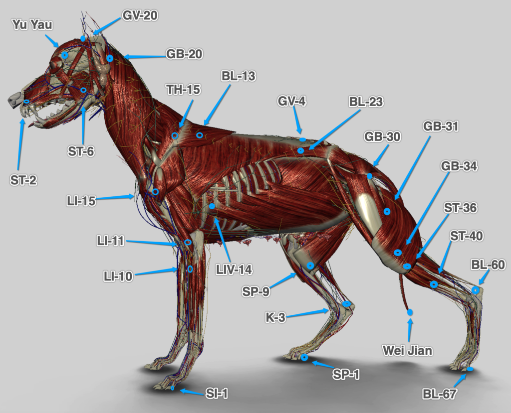 Canine Acupuncture - nationalacademyofanimalacupuncture.com